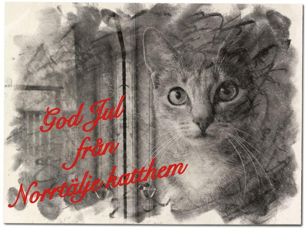 God Jul - Norrtälje kattcenter